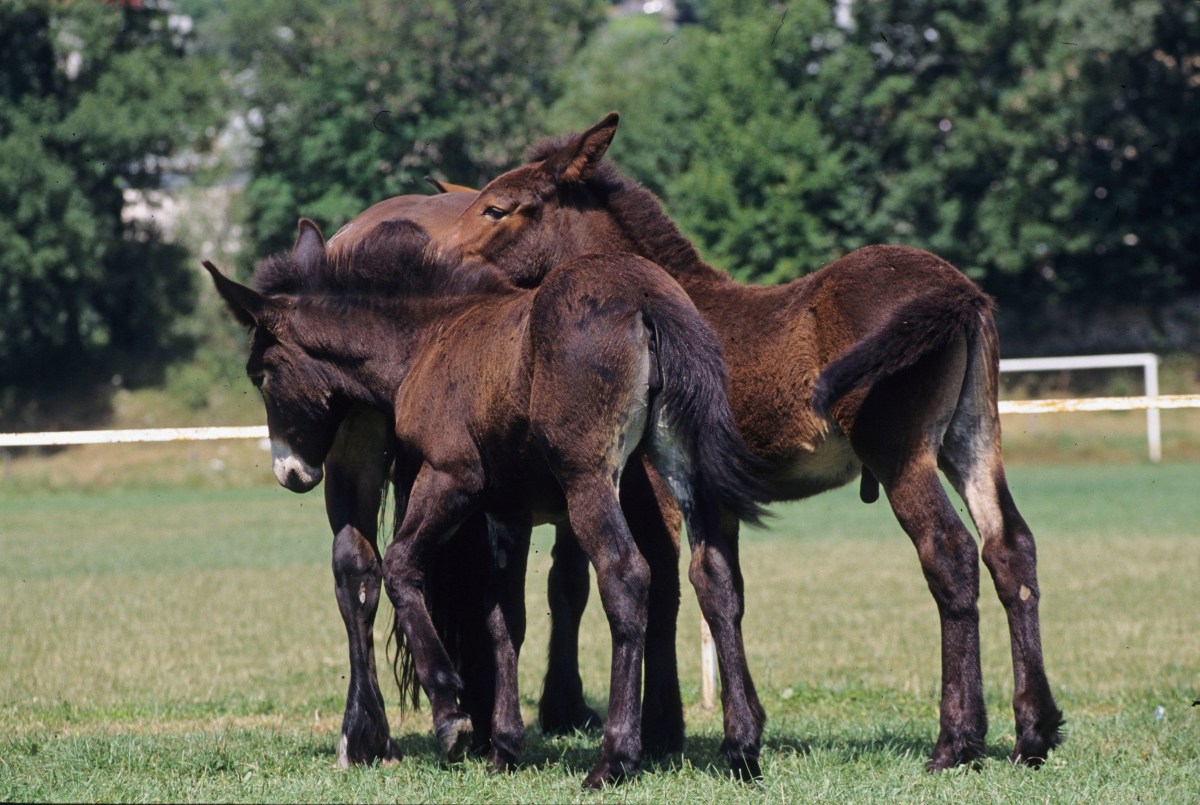 LA MAISON DU MULET – Une tradition mulassière et un animal à découvrir